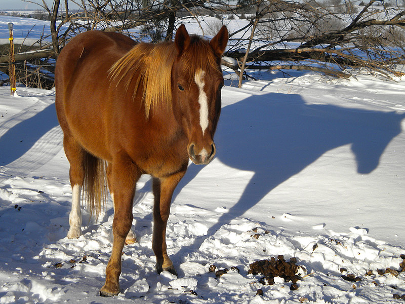 Winter At The Barn - Horse Boarding Stables Omaha/Bellevue/Plattsmouth ...